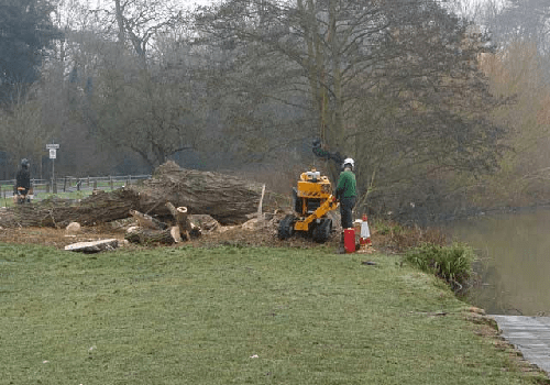 Best Tree Lopping Service | #1 Tree Lopping Sydney