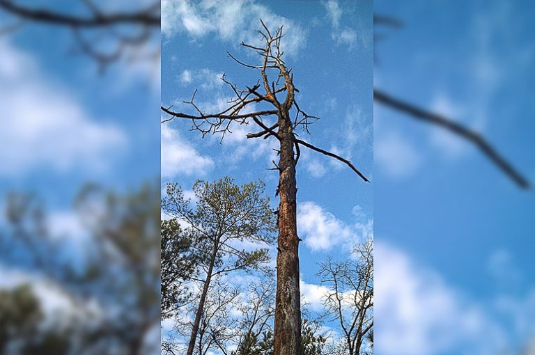 Dead Wooding Service Benefits - Tall Timbers Tree Services