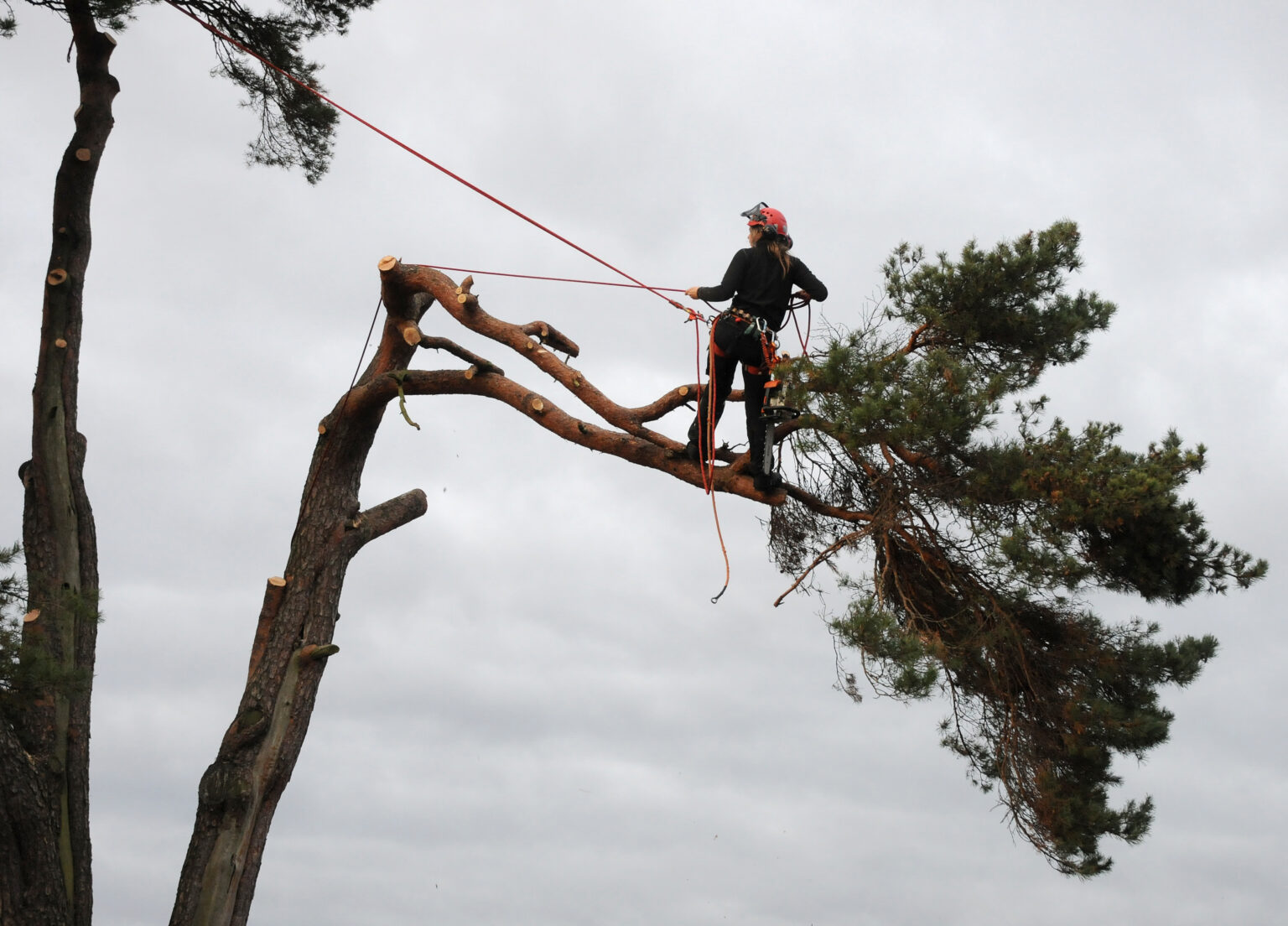 Tree Lopping Services Sydney - Tall Timbers Tree Services