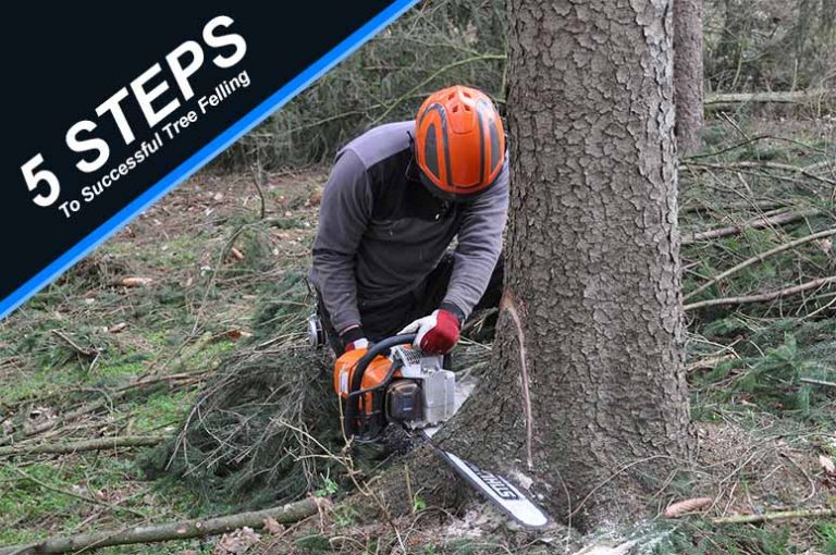 5 Steps To Successful Tree Felling - Tall Timbers Tree Services