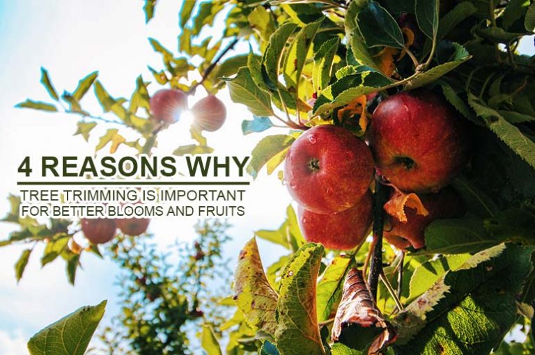 Reasons Why Tree Trimming Is Important Tall Timbers Tree Services