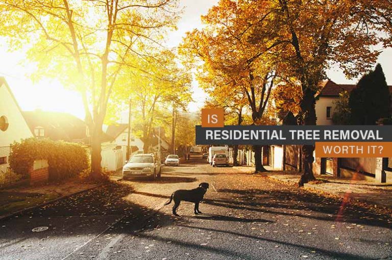 Residential Tree Removal Kellyville - Tall Timbers Tree Services