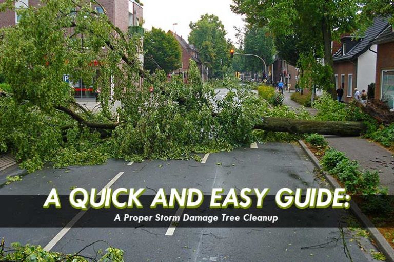 Storm Damage Tree Cleanup - Tall Timbers Tree Services