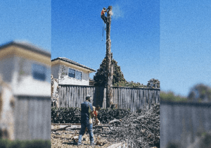 Sydney's Best Tree Service Company | Tall Timbers Tree Services