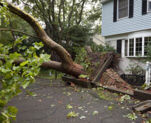 Sydney's Best Tree Service Company | Tall Timbers Tree Services