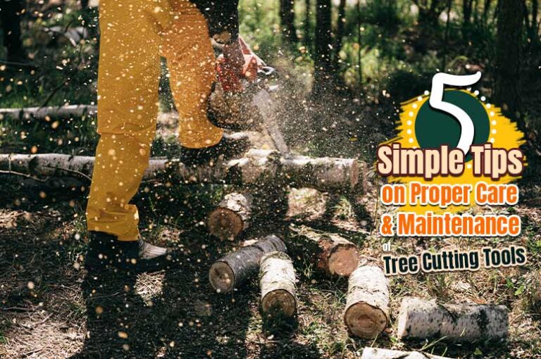Sydney's Best Tree Service Company | Tall Timbers Tree Services